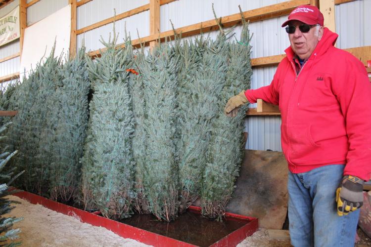 Cawley Family Farm offers variety of holiday trees, greens | Local ...