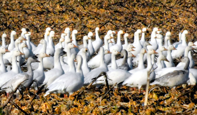Snow Geese enjoy thaw | Photos | stardem.com