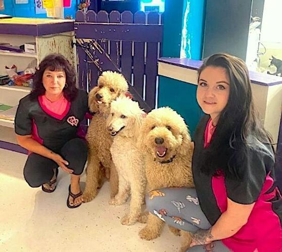 Fun Dog Show returns in a new location | Life | stardem.com