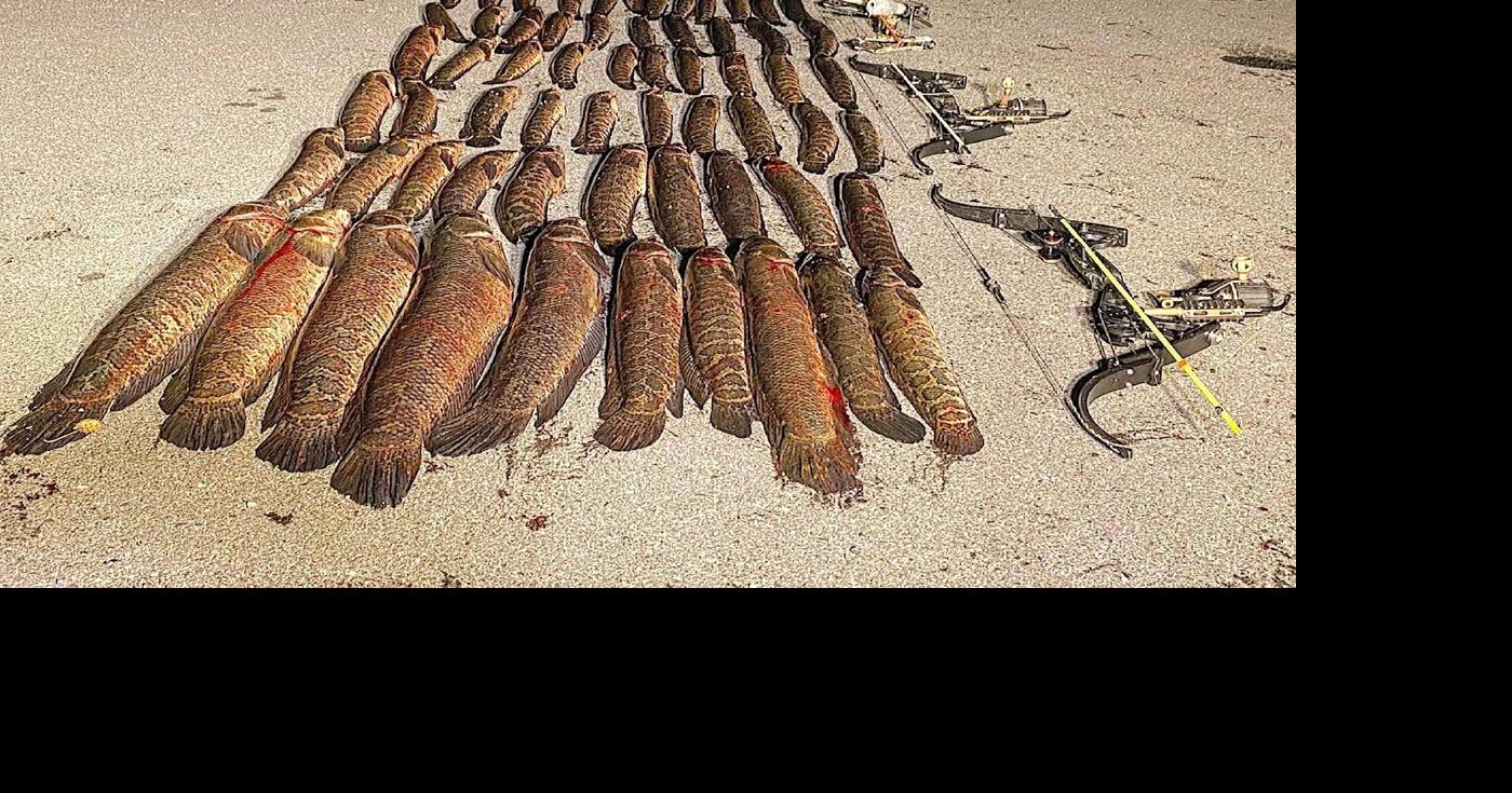 Strange fish makes for tasty dish | Local | stardem.com