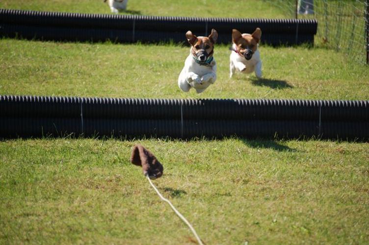 Annual Jack Russell Races to be held Oct. 19 | Life | stardem.com