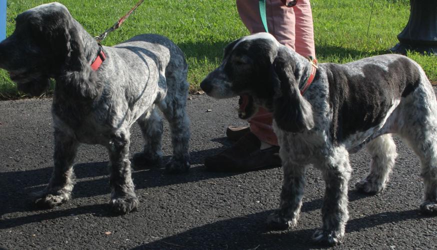 Oxford residents come together, enjoy heartwarming dog parade | Life ...