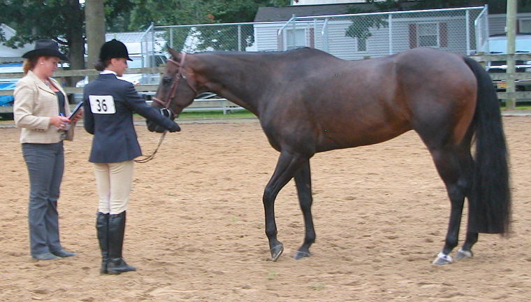 English Horse Show at Queen Anne's fair | Photos | stardem.com