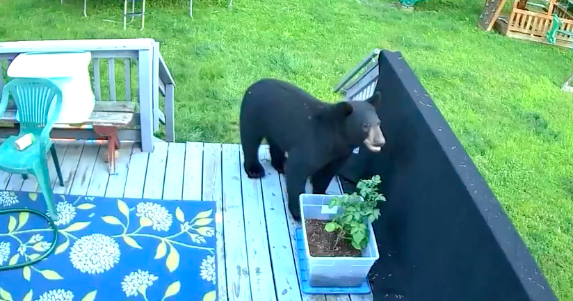 Police: Bear spotted in Newark died trying to cross highway | State ...