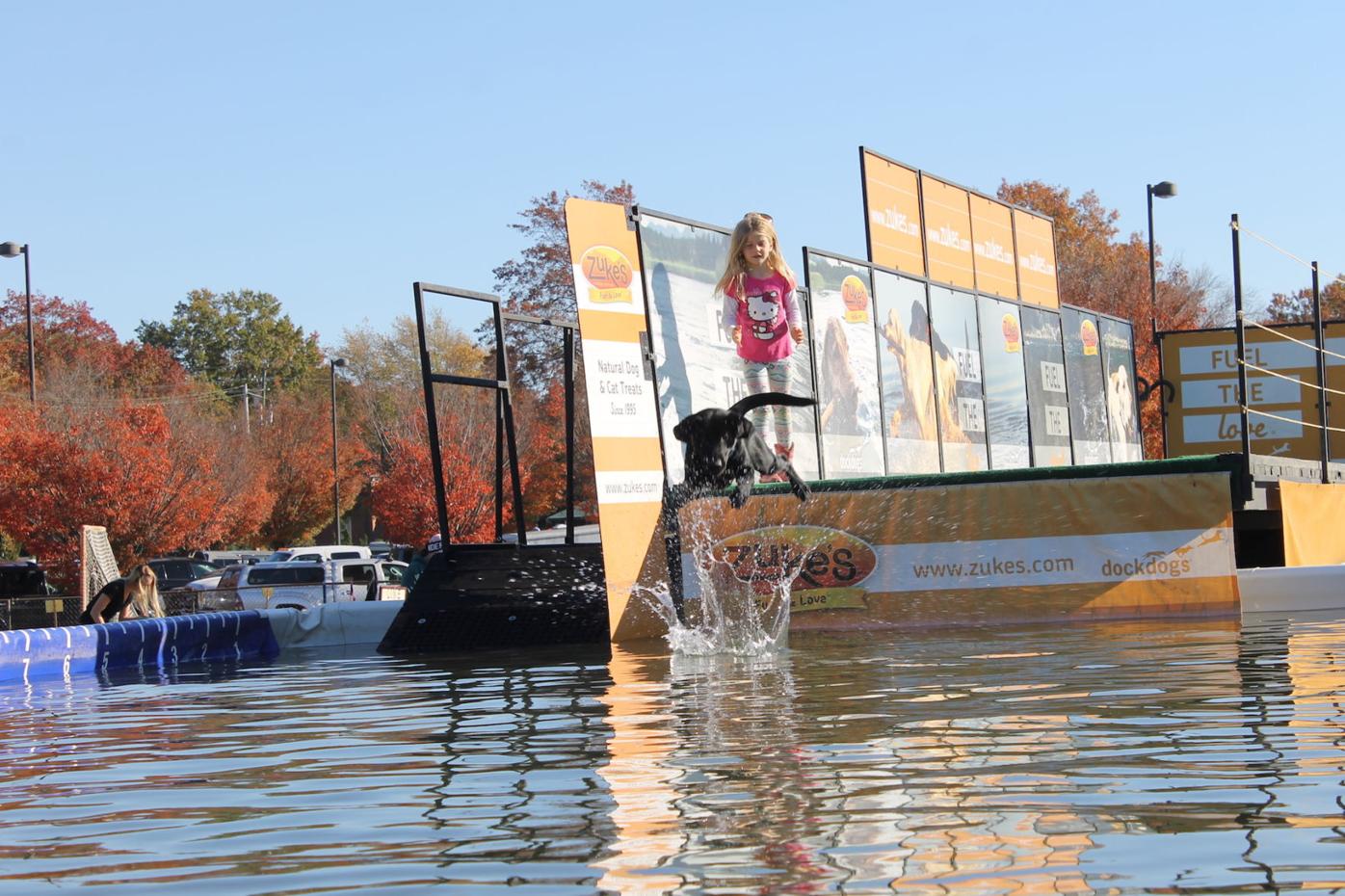 Dock Dogs wow 300 spectators on Sunday | Waterfowl Festival | stardem.com