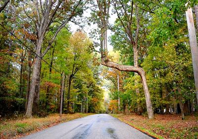 Author: 'Hanging tree' debunked | Local | stardem.com