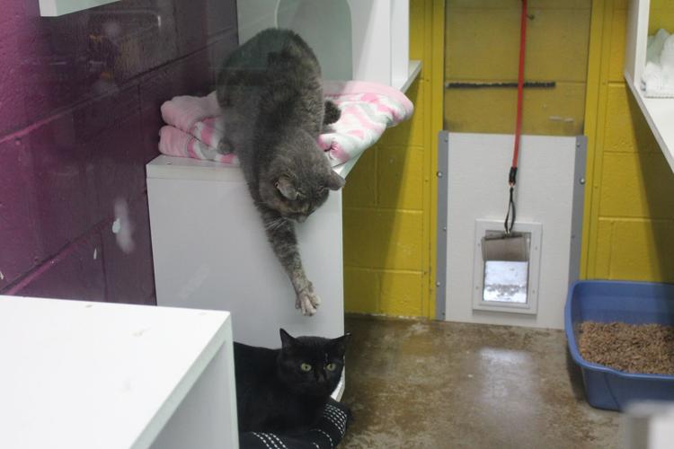 Talbot Humane shares promising data, plans for a new shelter | Local | stardem.com