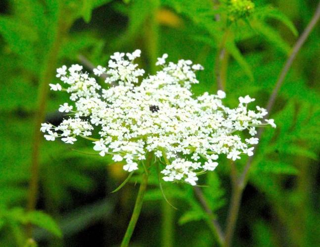 Wildlife, waterfowl return to Duvall Farm refuge | Real Estate ...