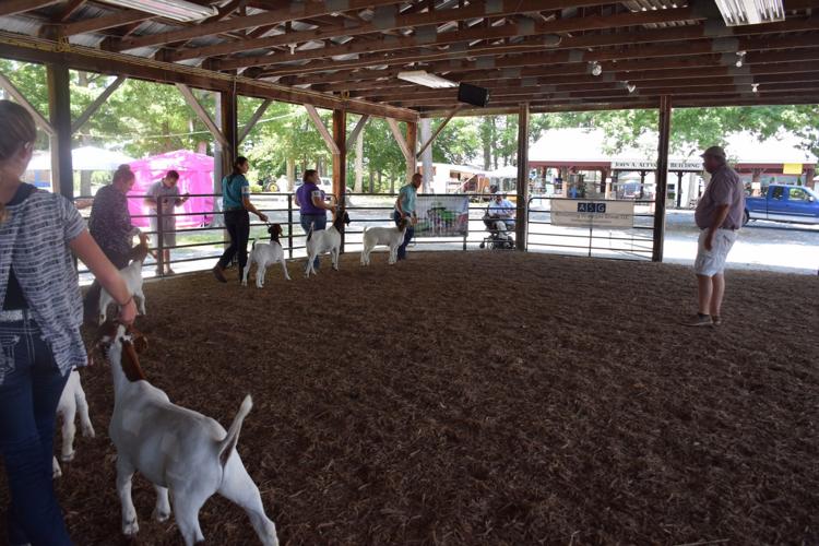 Talbot County Fair Goat Show 2016 | Photos | stardem.com
