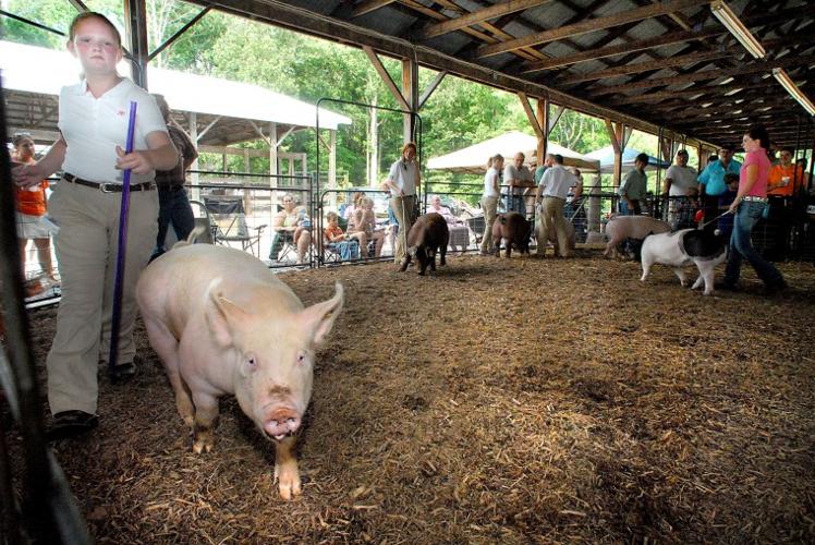 A squealing good time at the Market Hog Show | Photos | stardem.com