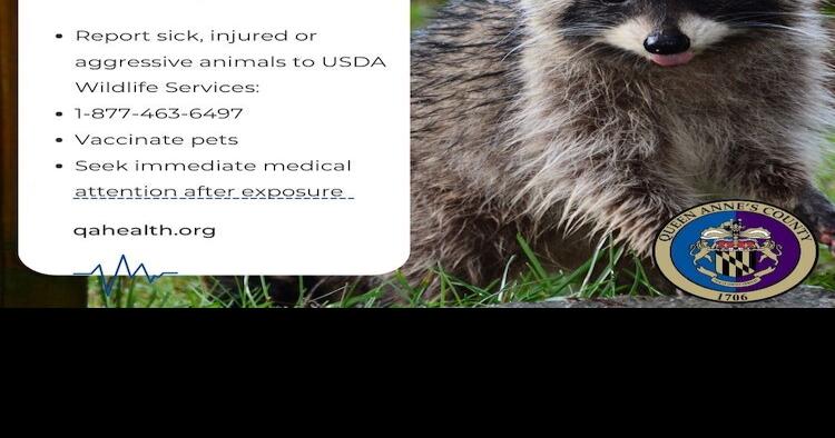 QA officials warn of rabid raccoon attack | Local | stardem.com