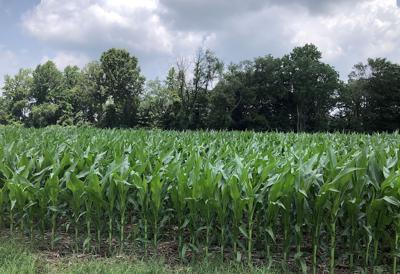 Shore farms among 38 permanently preserved | News | stardem.com