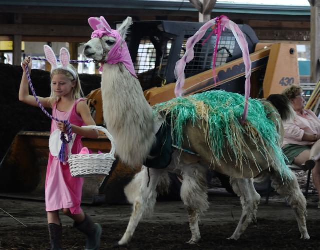 Children get creative in Pretty Animal Contest | Local | stardem.com