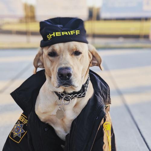 On the job and on the 'gram,' K9 Loki connects with the community IRL ...