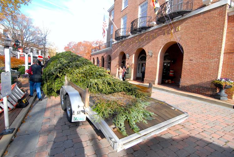 Giant fir tree arrives for Festival of Trees | Local | stardem.com