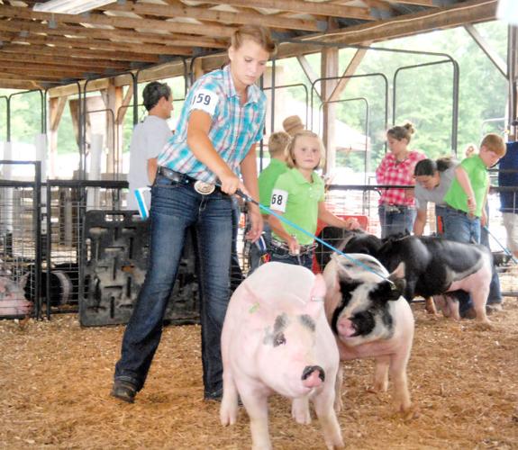 Pigs parade for the judges | Photos | stardem.com