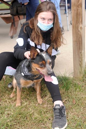Pets on parade for Halloween | Life | stardem.com