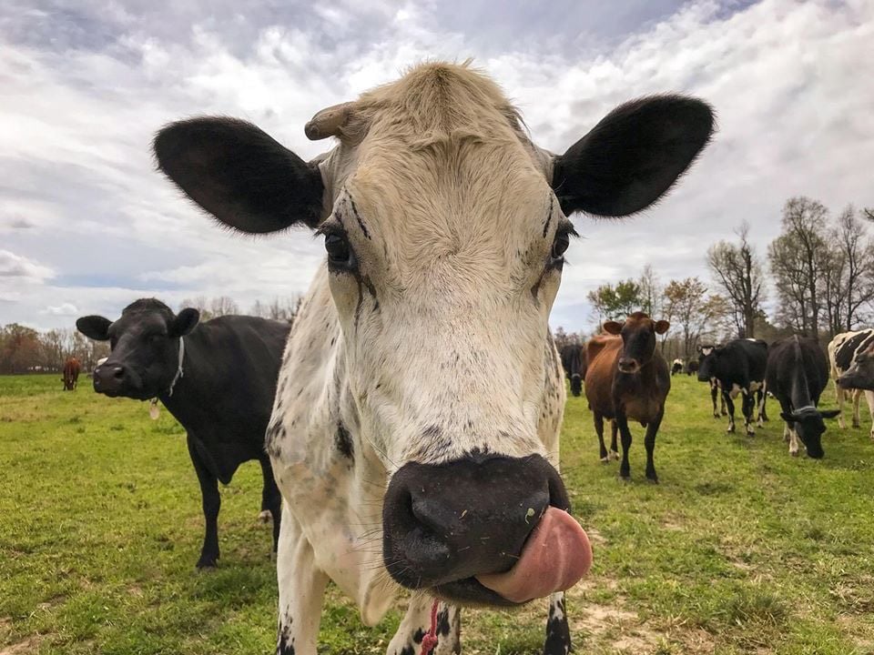 Nice Farms Creamery featured on Maryland’s Best Ice Cream Trail ...