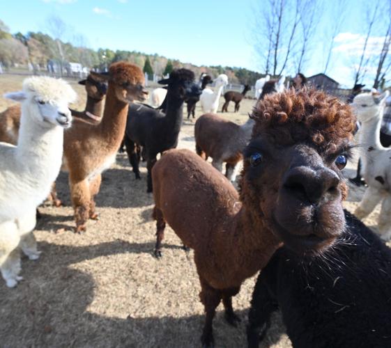 Alpacas, lunch and learn for Caroline Women in Business | Local ...