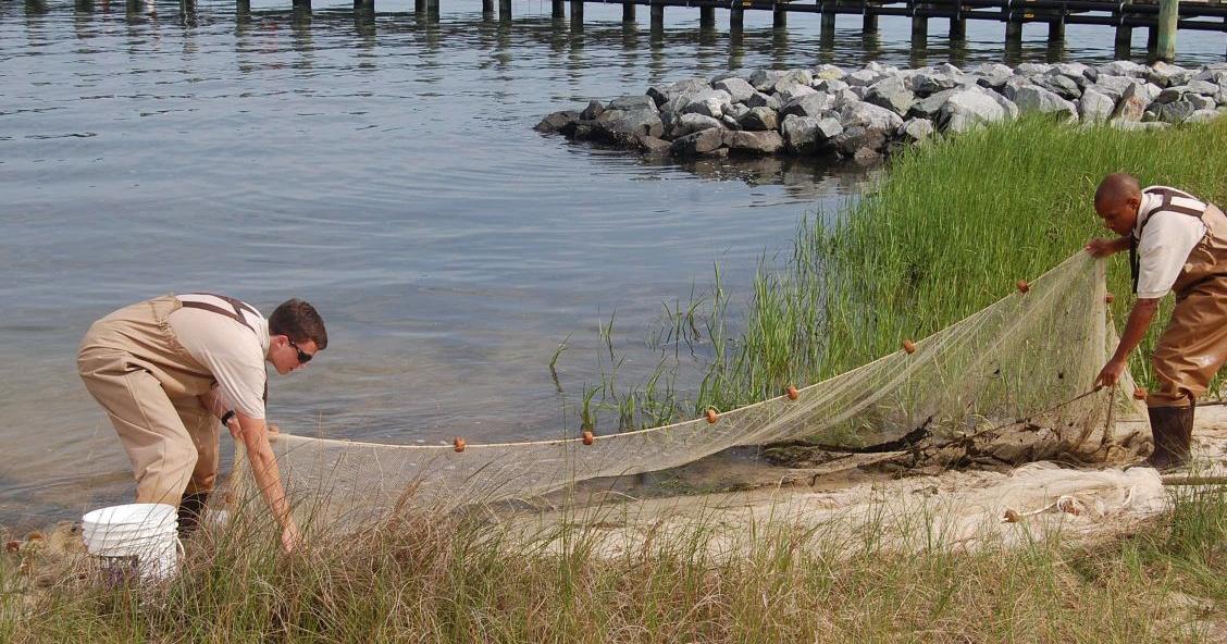 A tour of Choptank watershed restoration | Environment | stardem.com