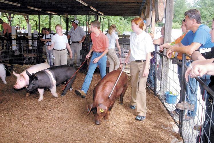 A squealing good time at the Market Hog Show | Photos | stardem.com