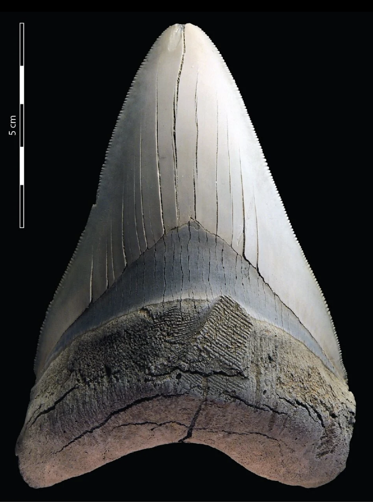 Megaladon, shark teeth on display in Solomons | Entertainment | stardem.com