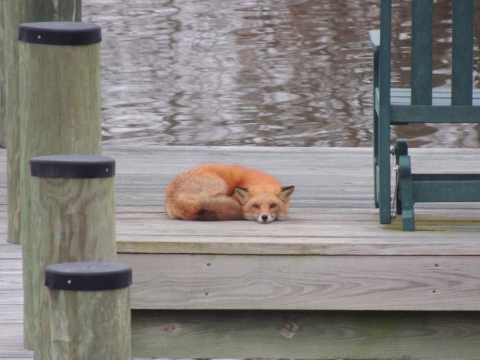 Fox napping on pier creates flurry of response | Local | stardem.com