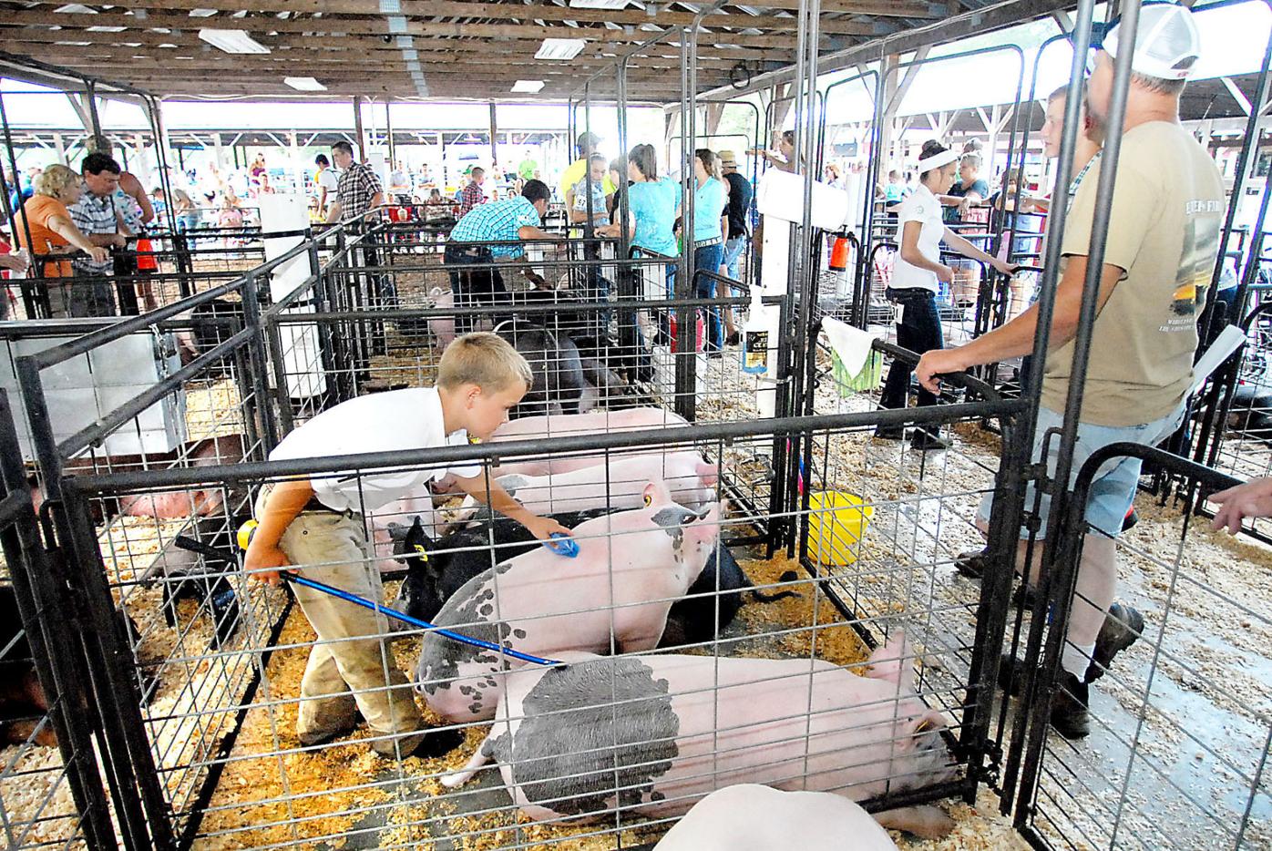 More show hogs at the fair this year | Local | stardem.com