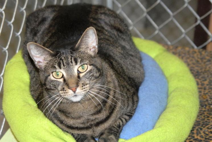 Pet of the week — Gadzookie | Life | stardem.com