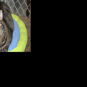 Pet of the week — Gadzookie | Life | stardem.com