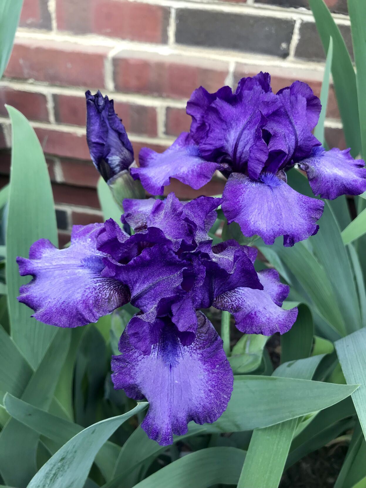 Iris show to take place in Easton next month | Events | stardem.com