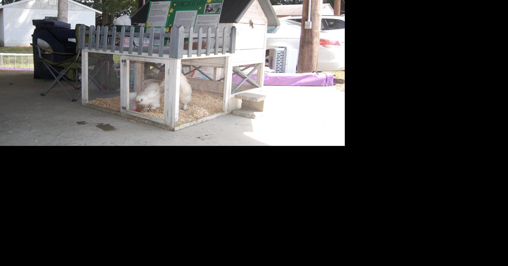 Poultry show at the Talbot fair | Local | stardem.com