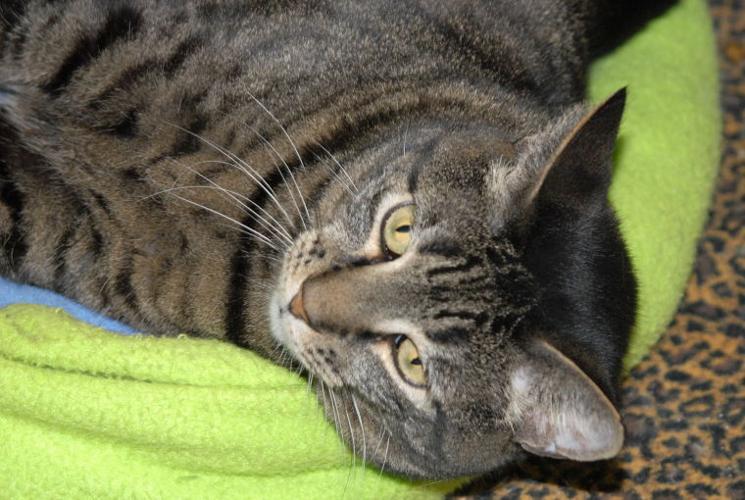 Pet of the week — Gadzookie | Life | stardem.com