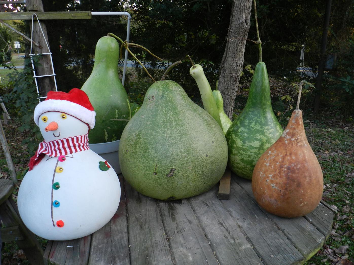 Queenstown man grows giant gourd | Local | stardem.com