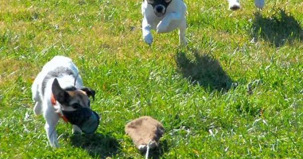 Annual Jack Russell Races to be held in St. Michaels | Life | stardem.com