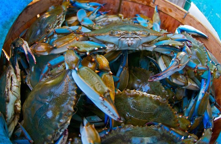 With Bay crabs in trouble, tighter harvest restrictions loom ...