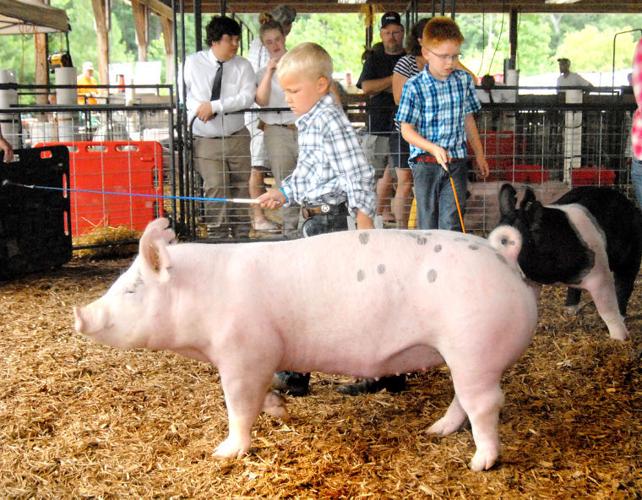 Pigs parade for the judges | Photos | stardem.com