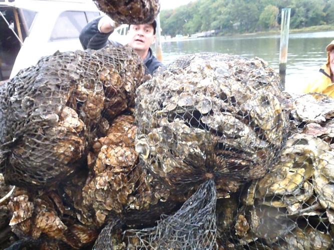Flood Bucket program aids oyster population | Local | stardem.com