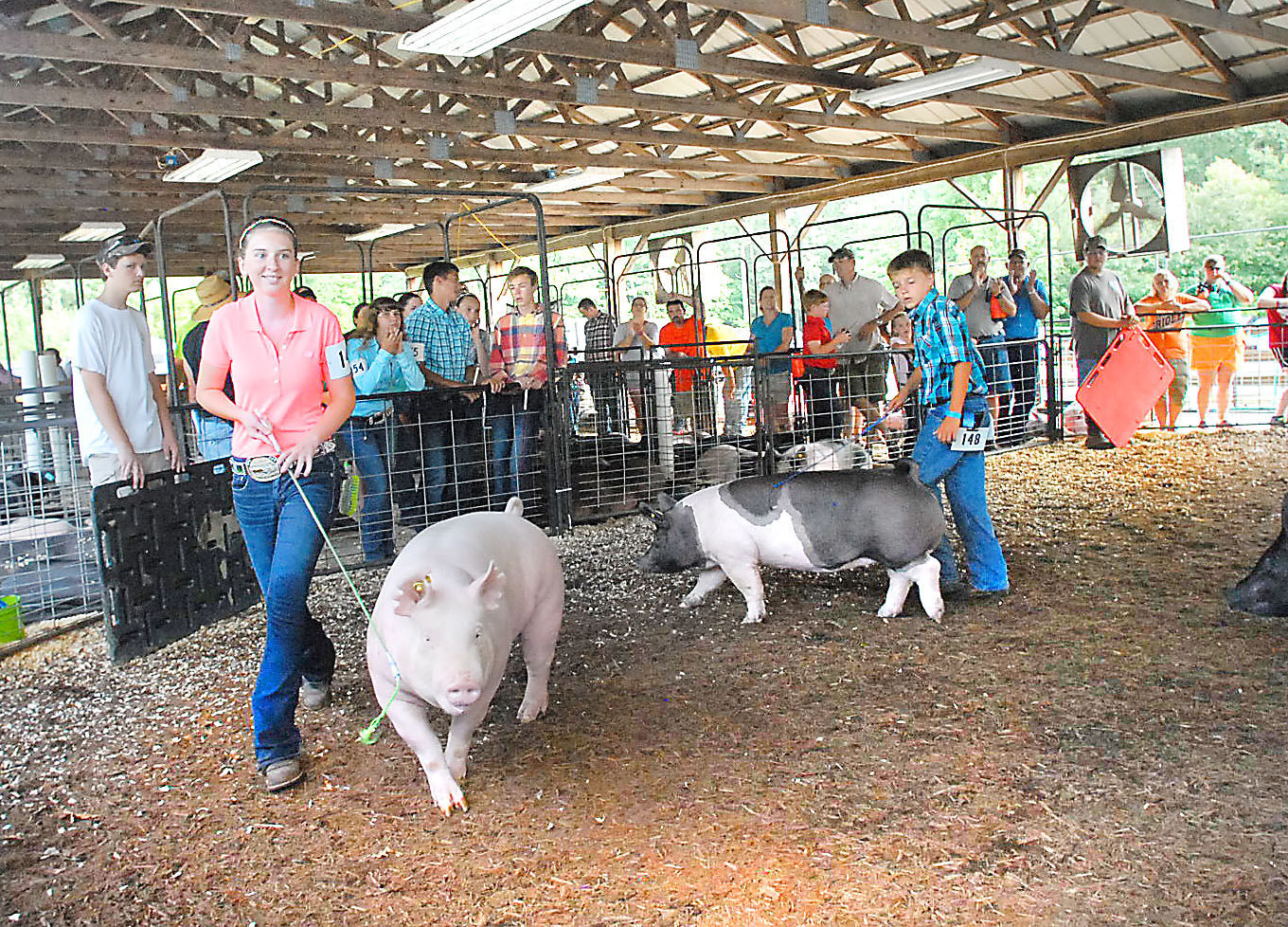 More show hogs at the fair this year | Local | stardem.com