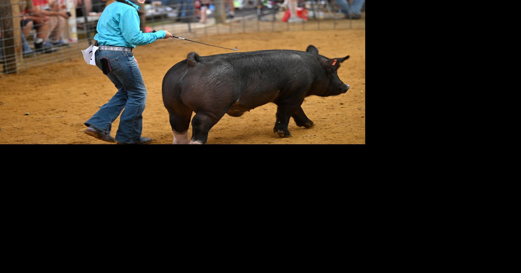 County Fair animals teach responsibility to students | Local | stardem.com