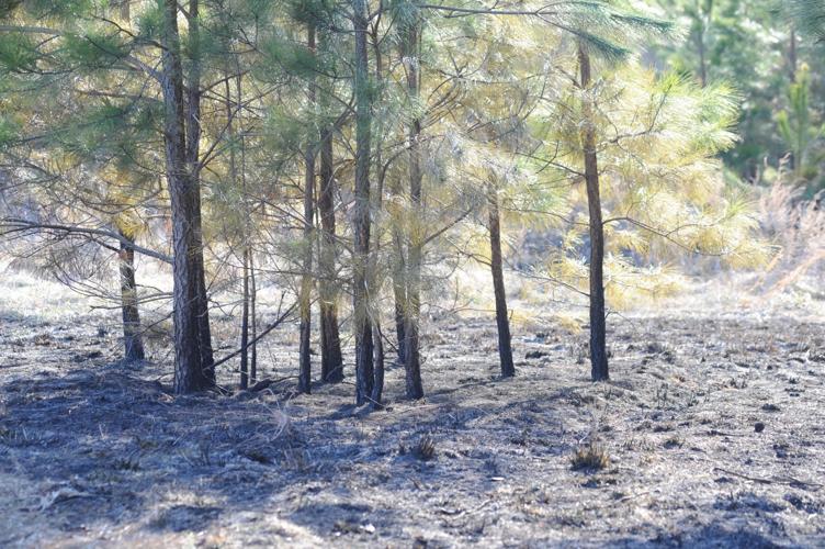 Early morning two-acre brush fire in St. Michaels contained, under ...