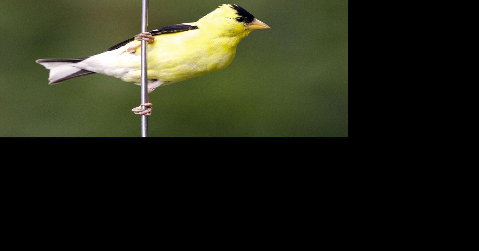 North American grassland birds in peril, spurring all-out effort to ...
