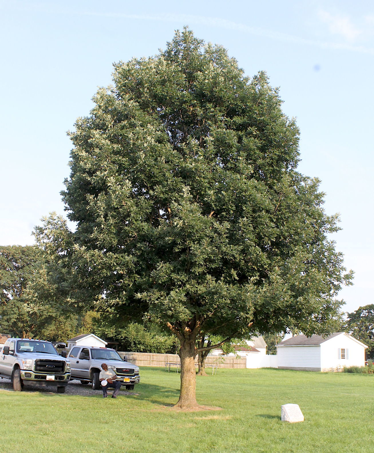 Wye Oak lives on in Barclay | Local | stardem.com