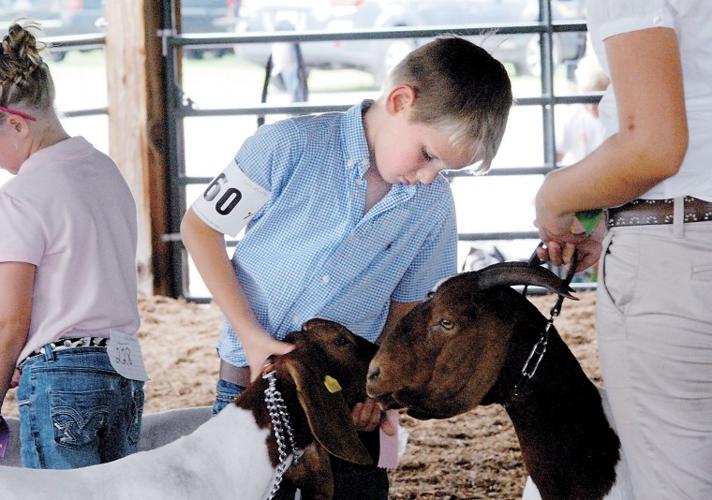 Goats galore at the Talbot County Fair | Photos | stardem.com