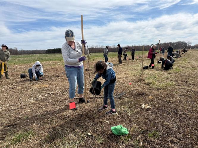 Trees planted at Nice Farm Creamery in Caroline County | News | stardem.com