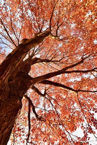 Trippe Gallery celebrates anniversary | Life | stardem.com