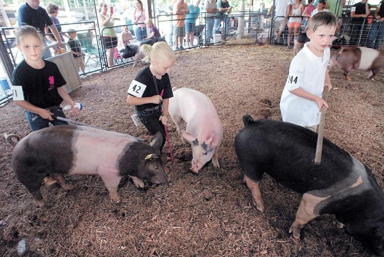 A squealing good time at the Market Hog Show | Photos | stardem.com