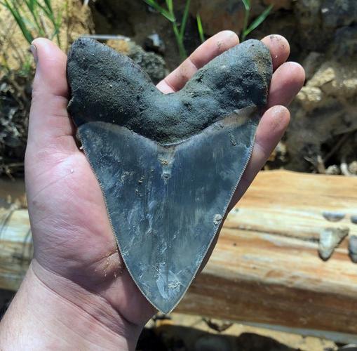 Megalodon teeth exhibit comes to Maryland museum | Entertainment ...