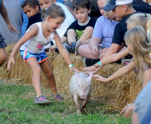 Catching a pig proves slippery proposition | Spotlight | stardem.com