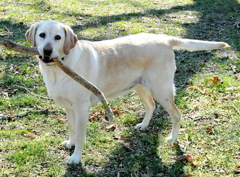 Kent man's 'guilty dog' video goes viral | Local | stardem.com